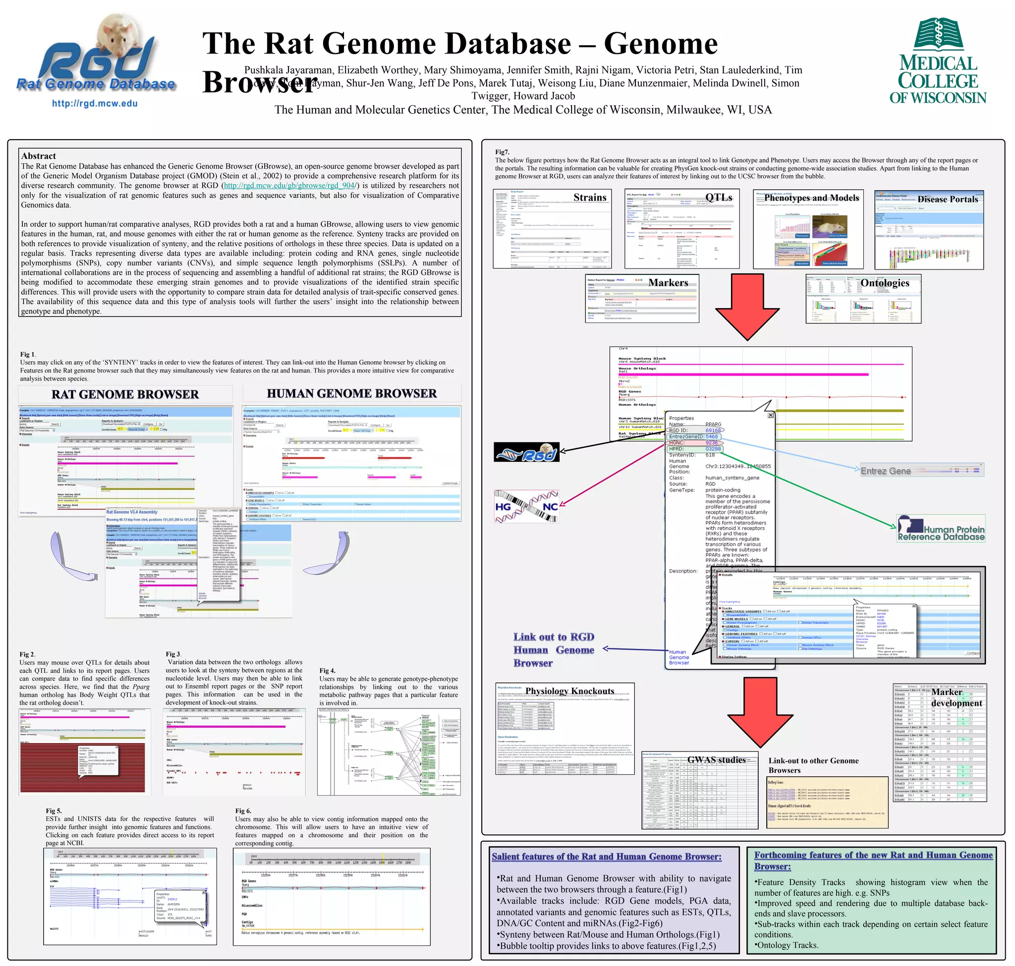 The rat genome database - genome browser | PPT