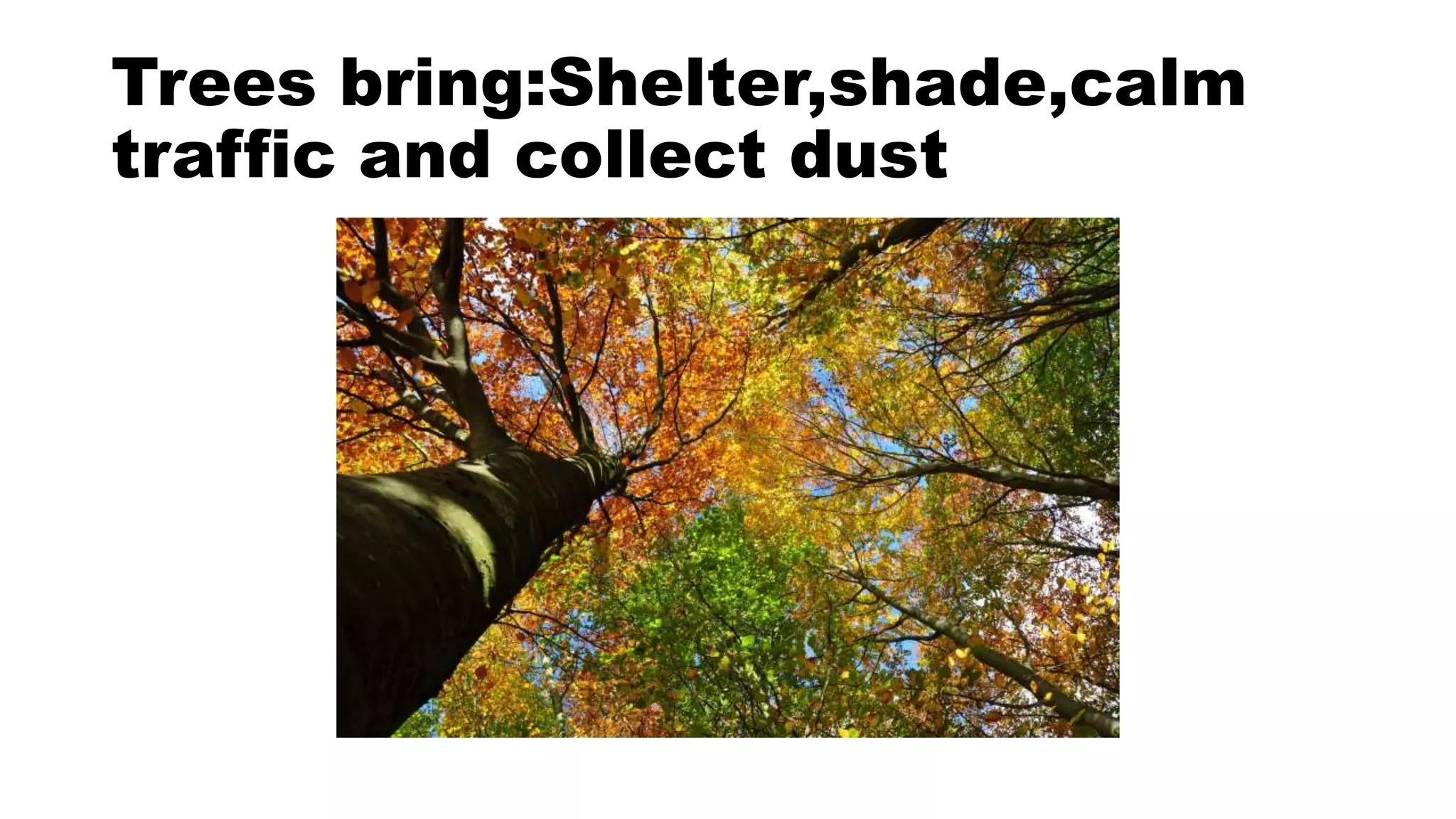 The real and future benefits of trees power point green build | PPT