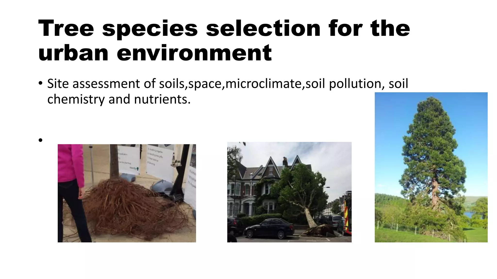 The real and future benefits of trees power point green build | PPT