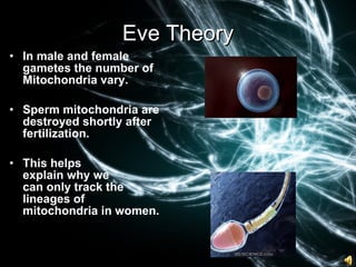 Sample 4th Q - The real eve theory2.1 | PPT
