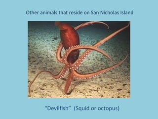 Island Of The Blue Dolphins Devilfish Facts