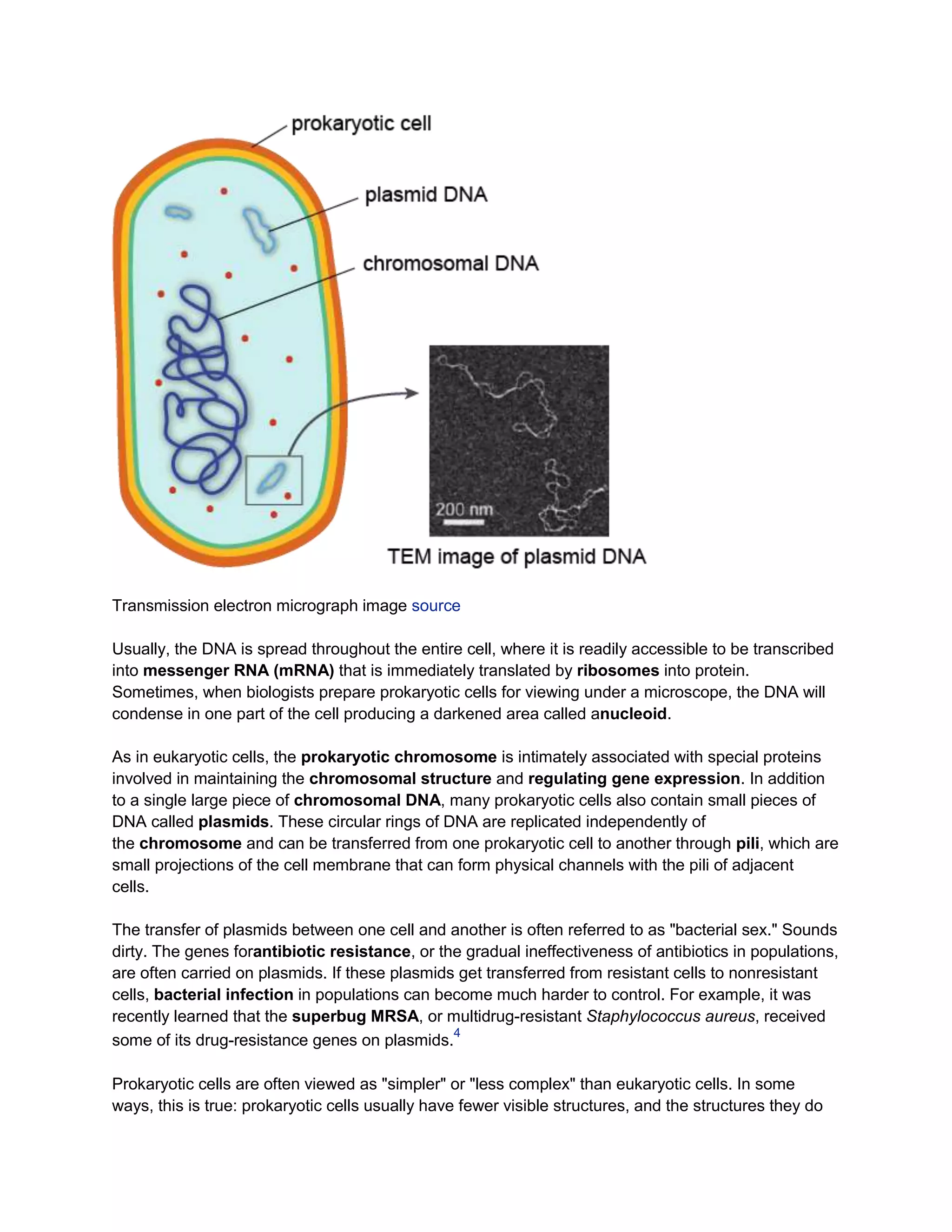 There are two major kinds of prokaryotes | PDF