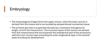 The rectum – anatomy, clinical features of human | PPT