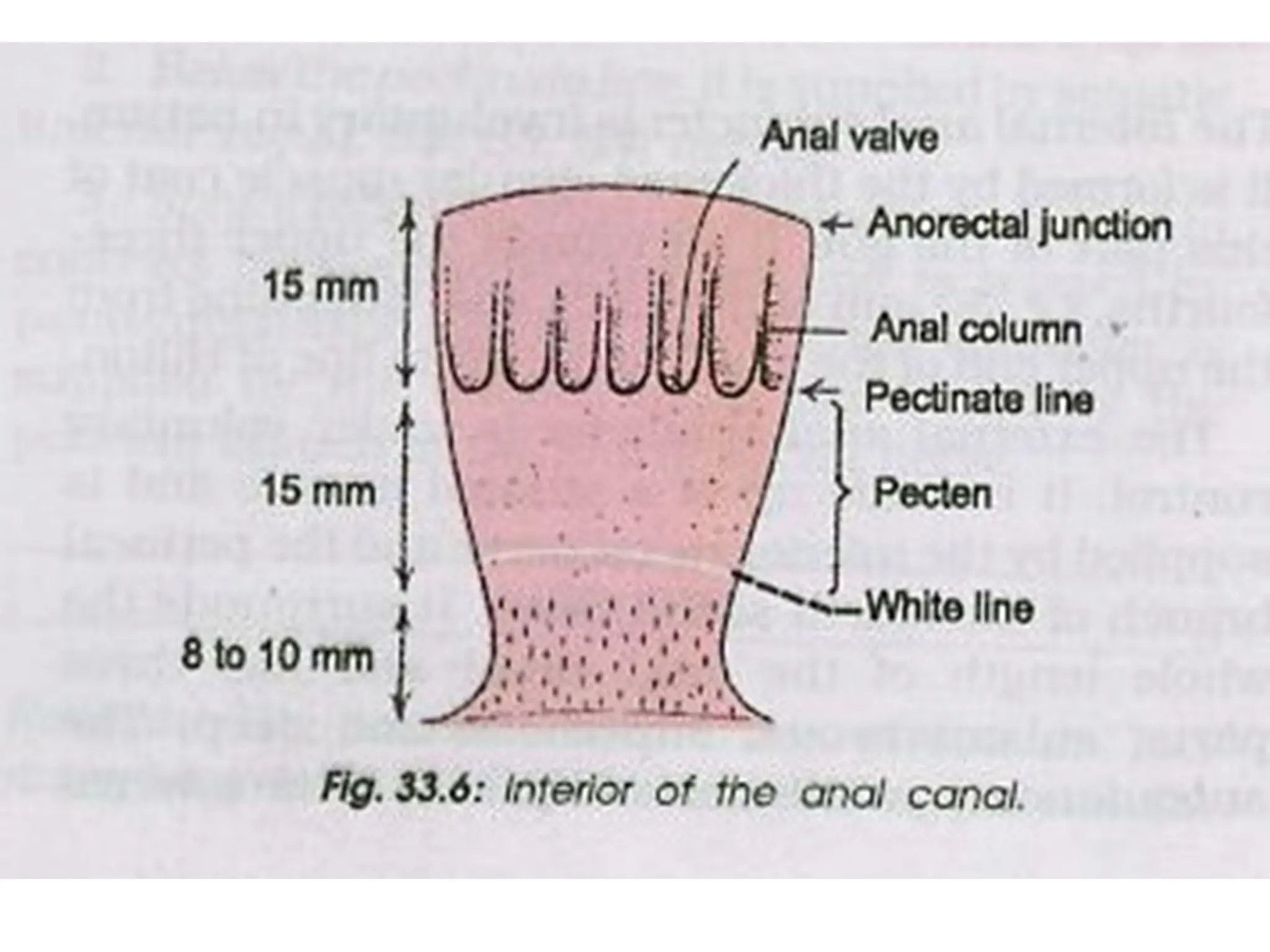 Anatomy of the rectum and the anal canal.ppt