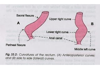 Anatomy of the rectum and the anal canal.ppt