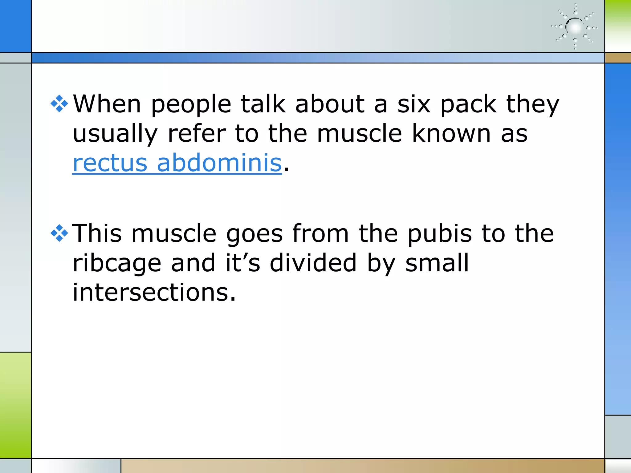 The rectus abdominis | PPTX | Fitness and Exercise | Healthy Living