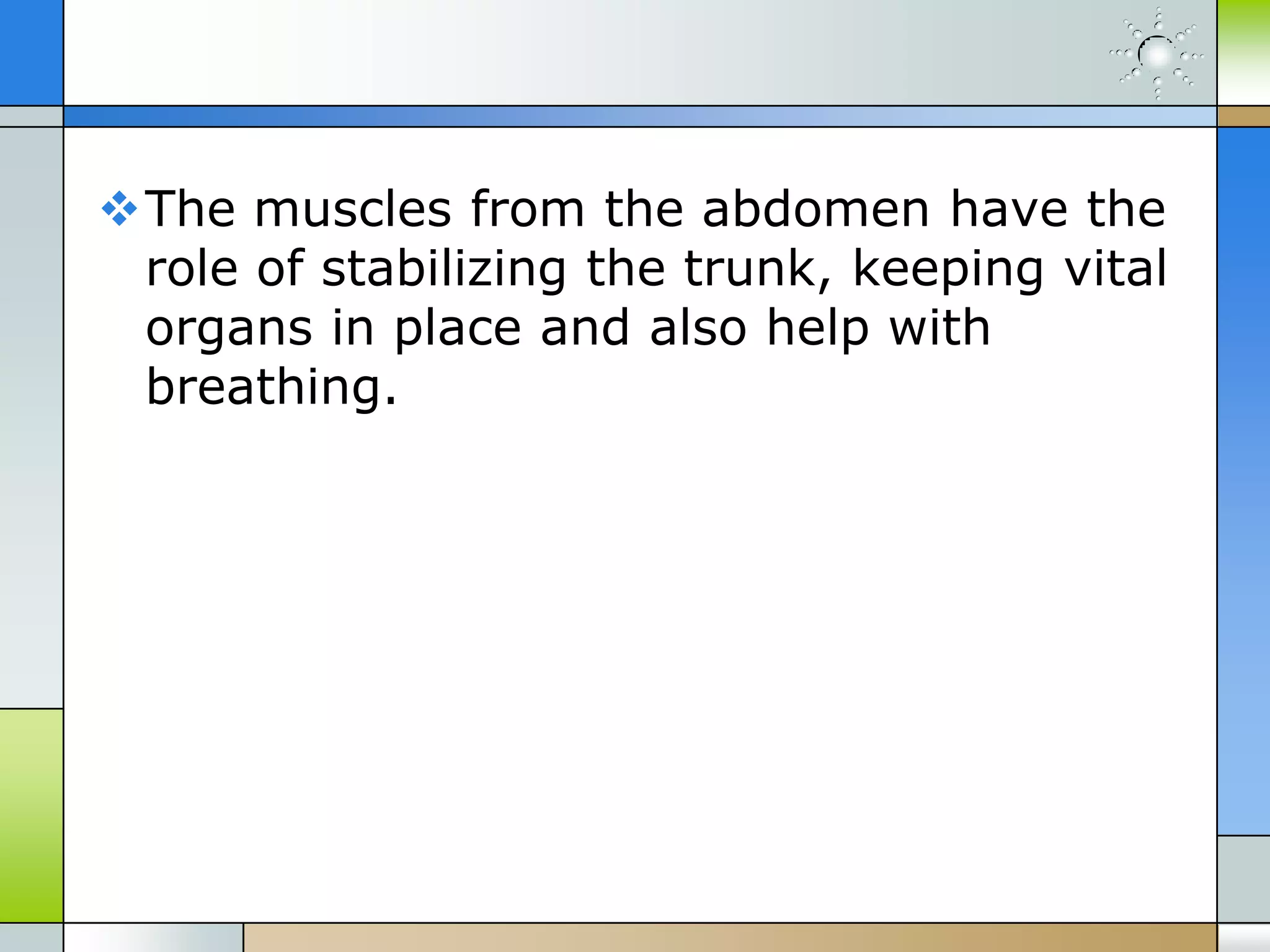 The rectus abdominis | PPTX | Fitness and Exercise | Healthy Living