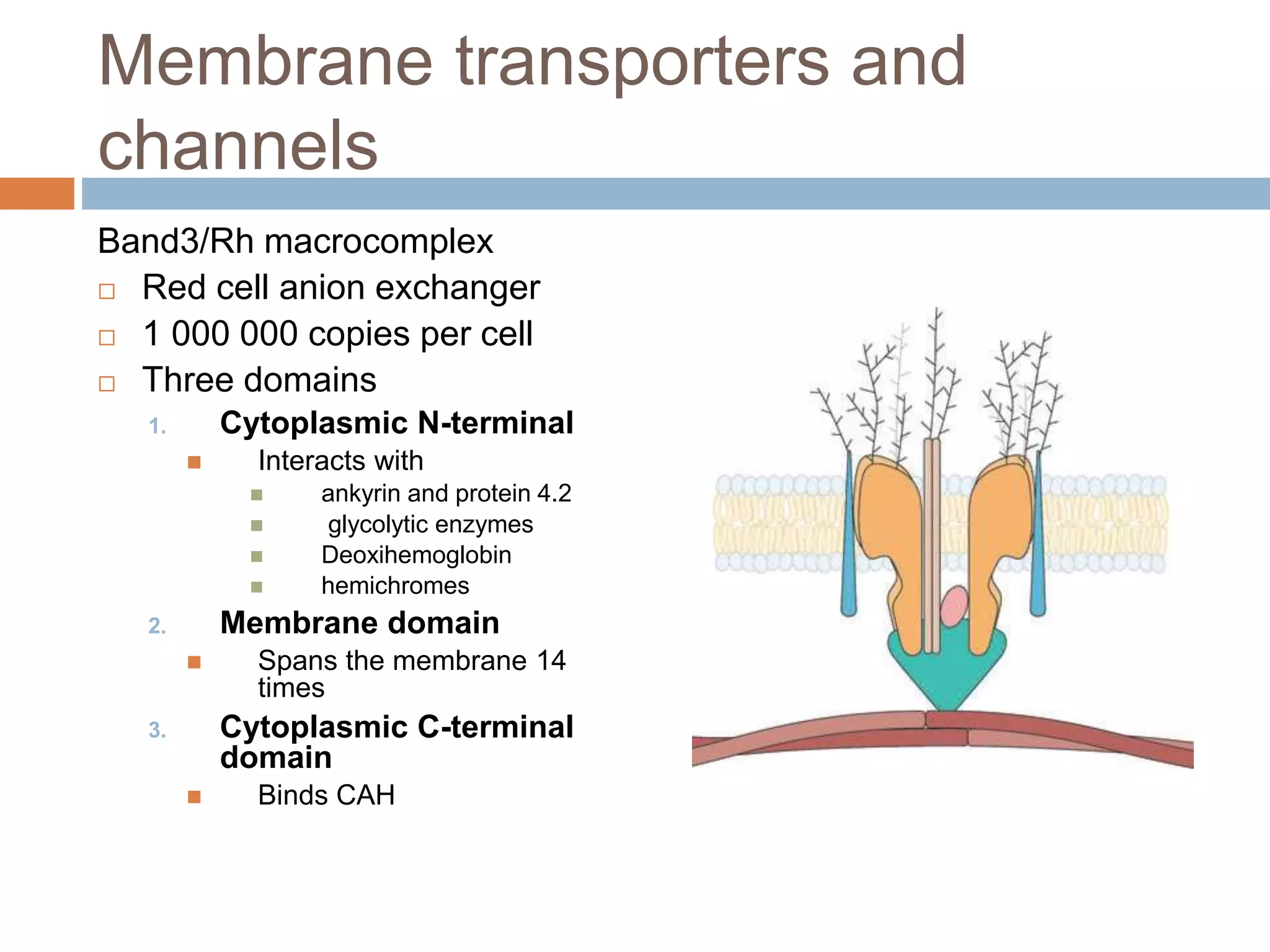 The red cell membrane | PPTX