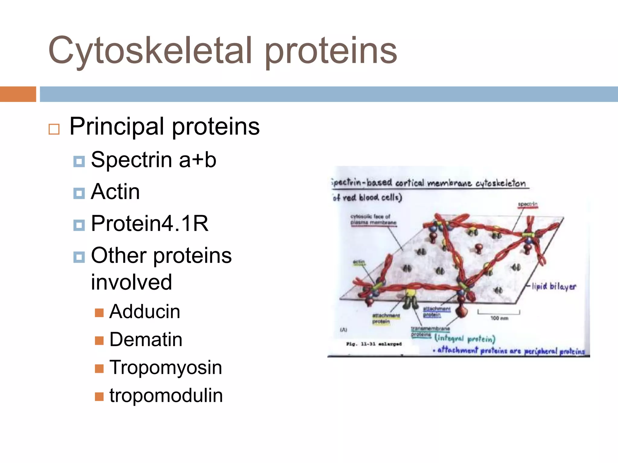 The red cell membrane | PPTX