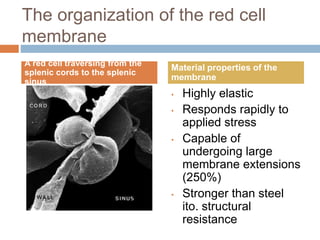 The red cell membrane | PPTX