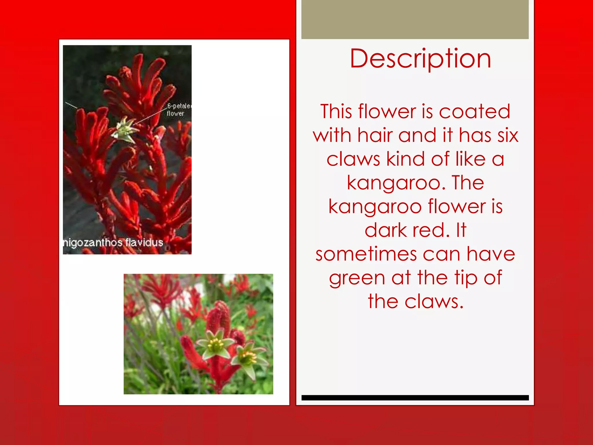 Australian Flora by Ayat | PPTX