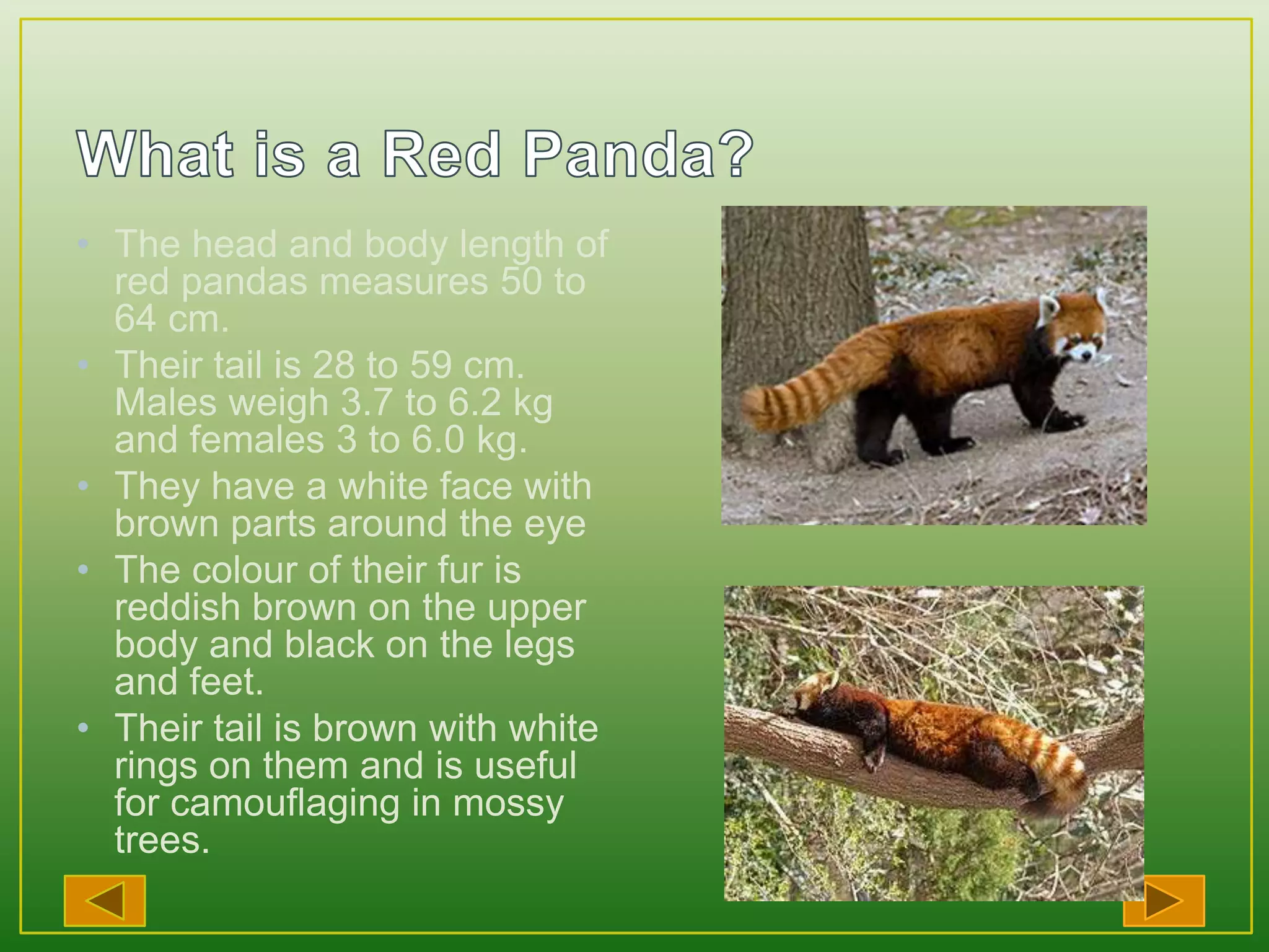 The Red Panda | PPTX