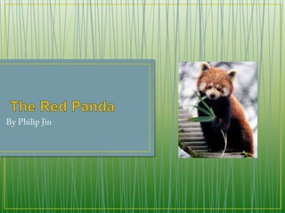 The Red Panda | PPTX