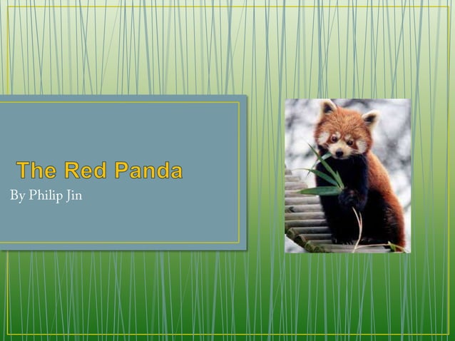 The Red Panda | PPTX | Large Animals | Pets