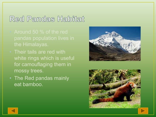 The Red Panda | PPTX | Large Animals | Pets