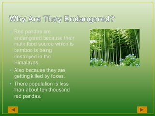 The Red Panda | PPTX