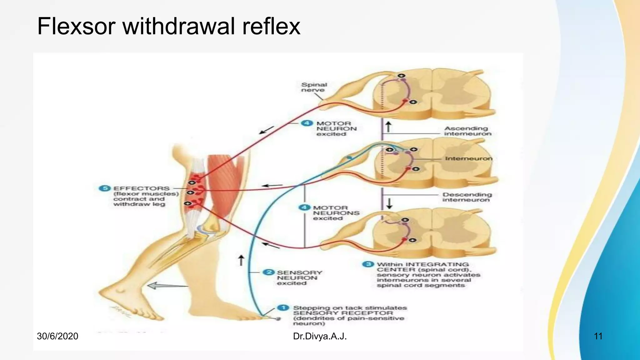 The reflexes -Practicals | PDF