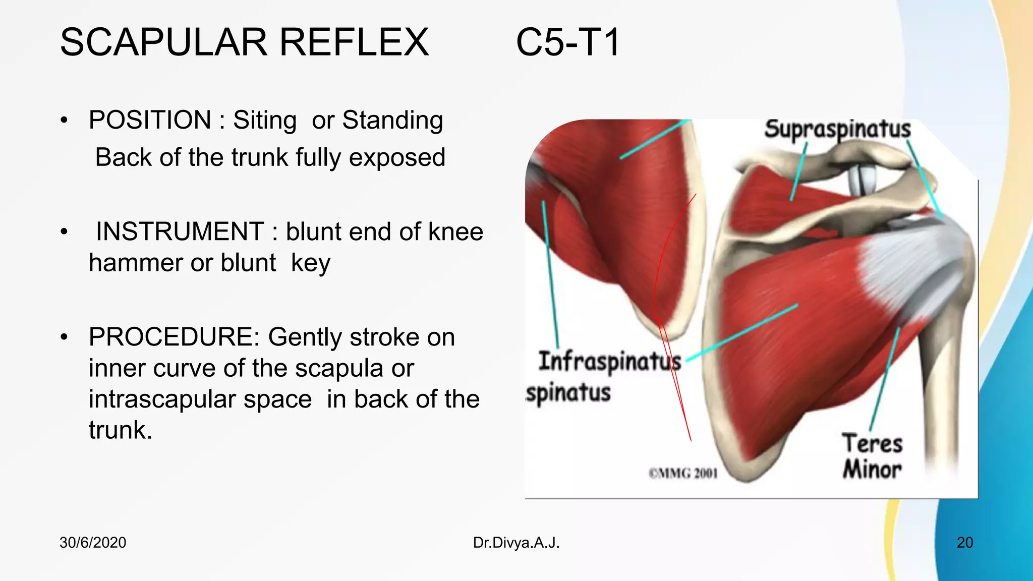 The reflexes -Practicals | PDF