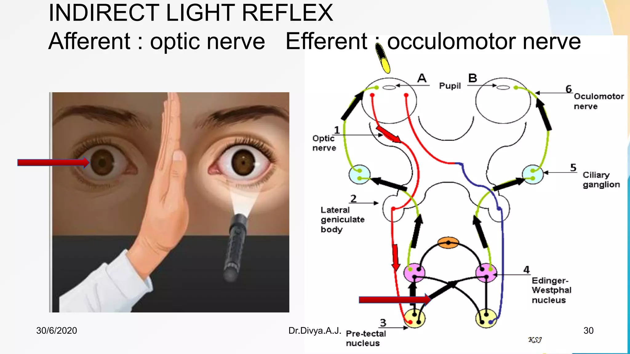 The reflexes -Practicals | PDF | Death, Injury, or Military Conflict ...