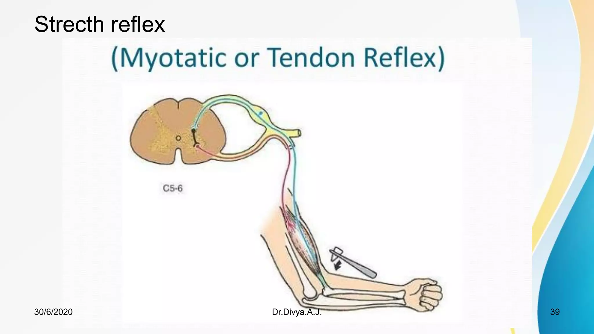 The reflexes -Practicals | PDF | Death, Injury, or Military Conflict ...
