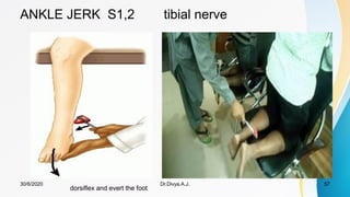 Ankle Jerk Reflex
