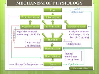 The Relation Between Vegetative And Reproductive Physiology Of Mango ...