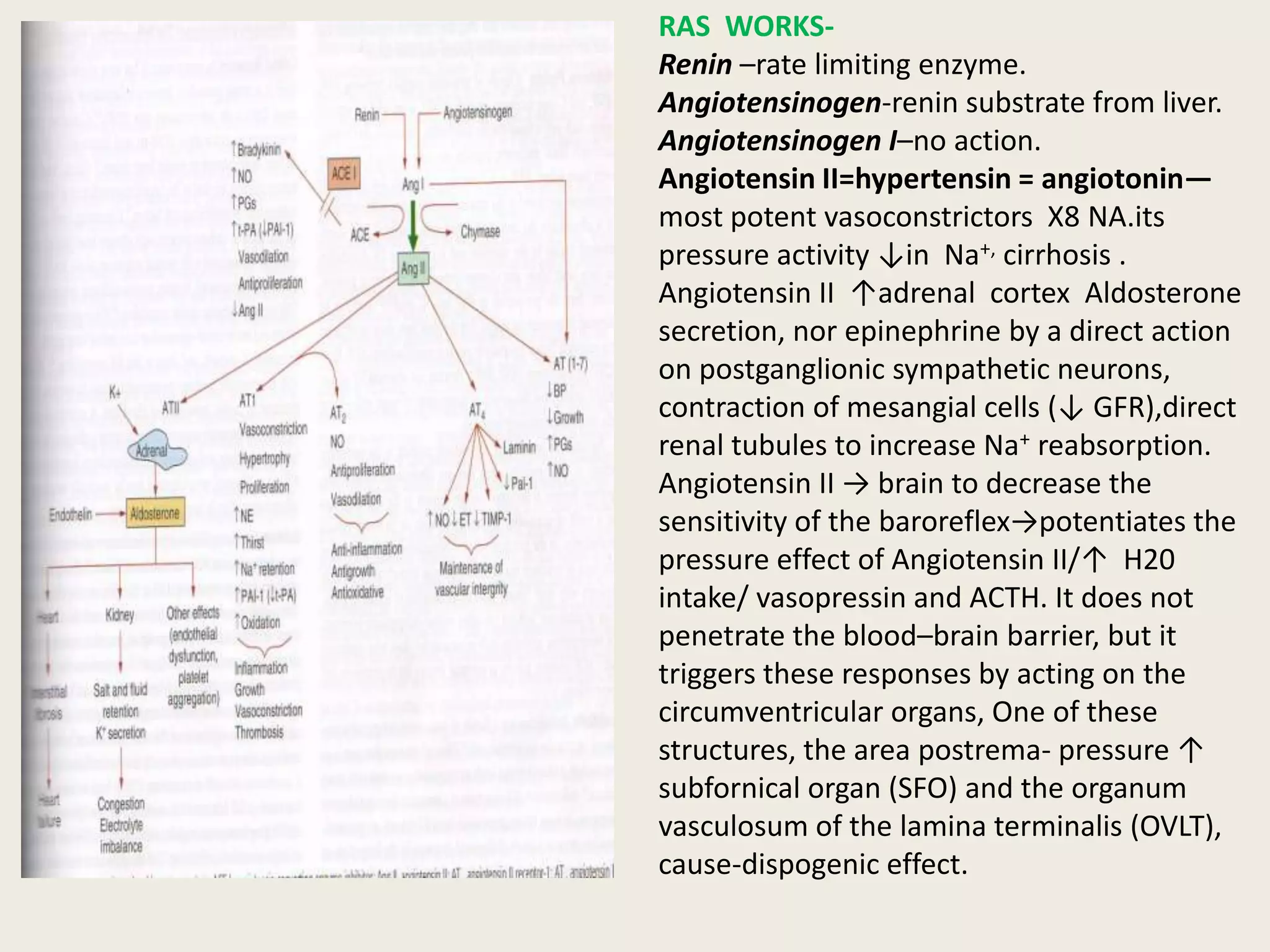 The renin angiotensin aldosterone system. | PPTX