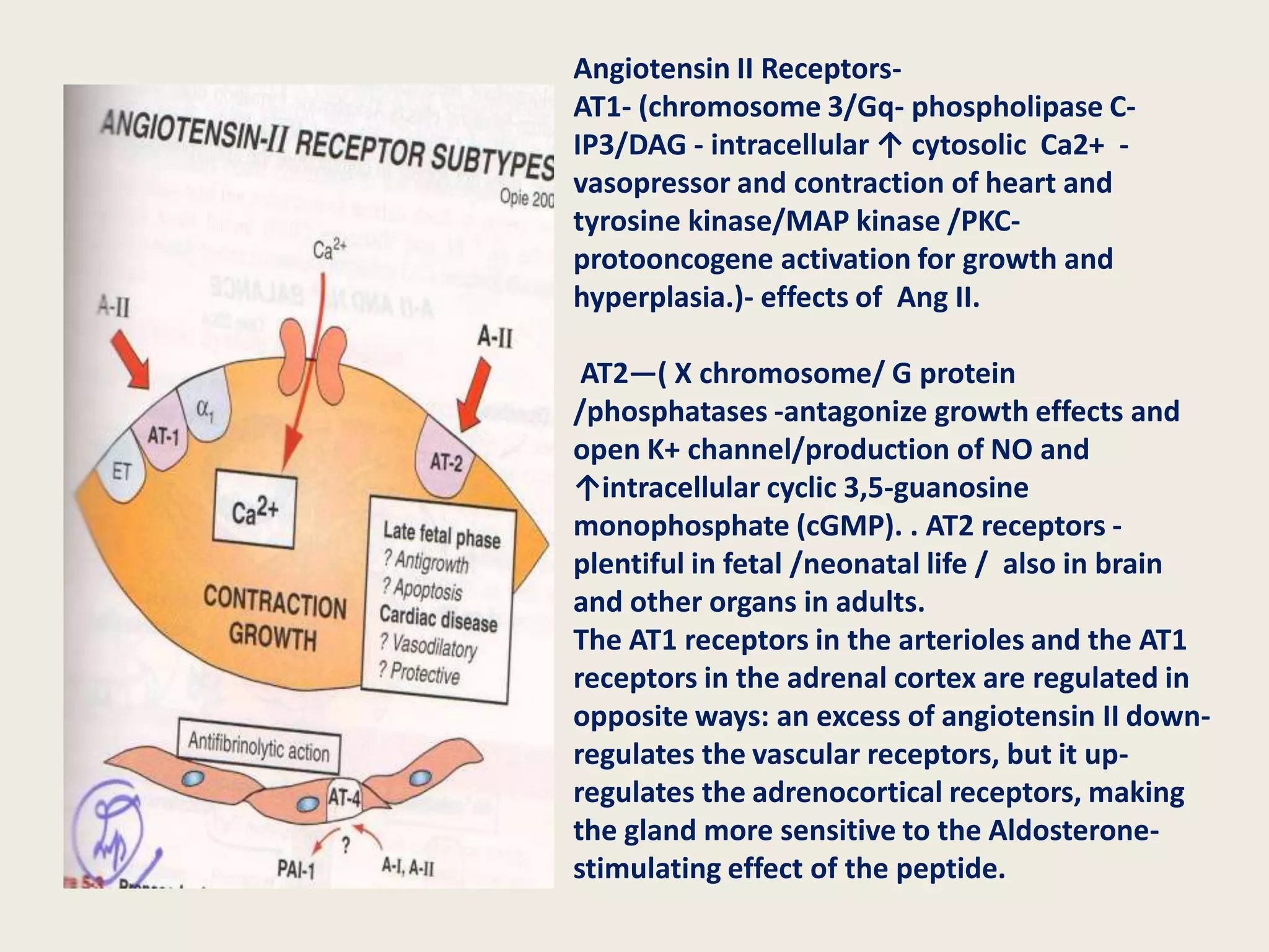 The renin angiotensin aldosterone system. | PPTX