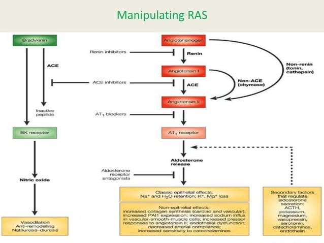 The renin angiotensin aldosterone system. | PPTX