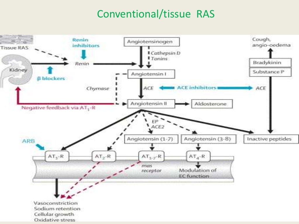 The renin angiotensin aldosterone system.
