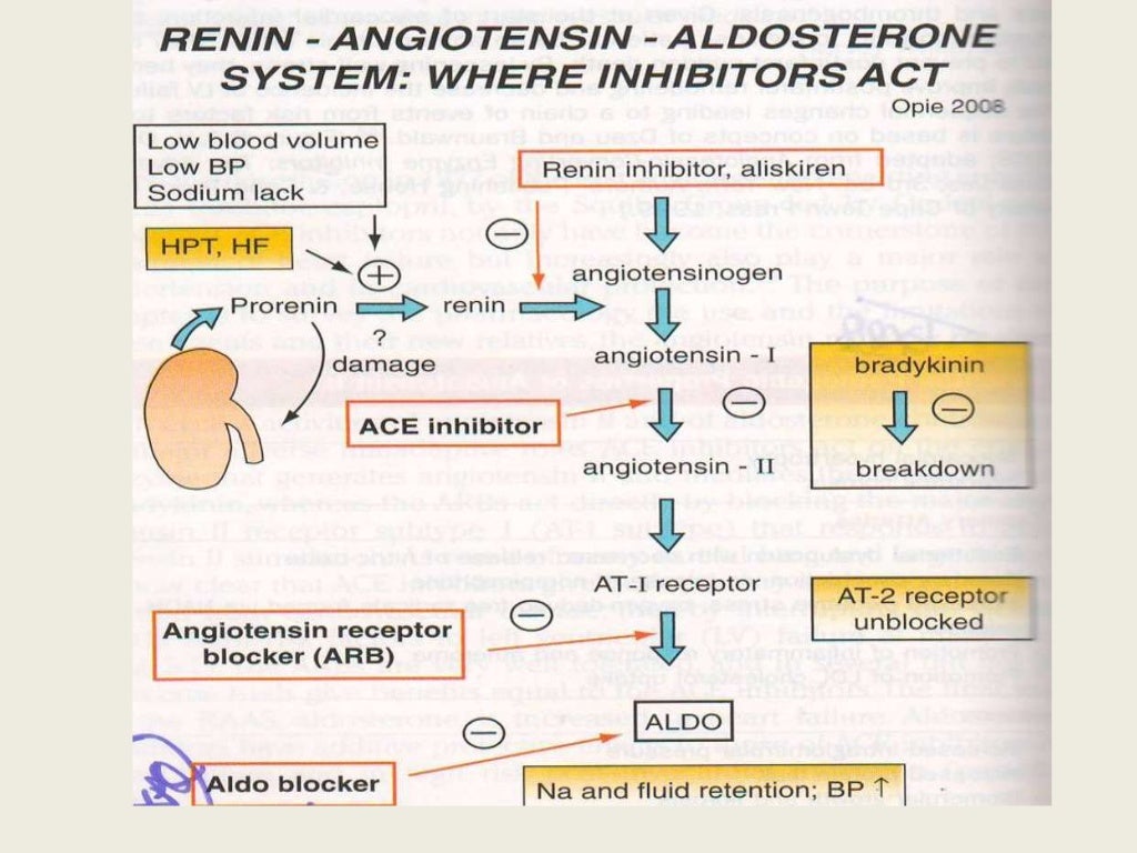 The renin angiotensin aldosterone system.