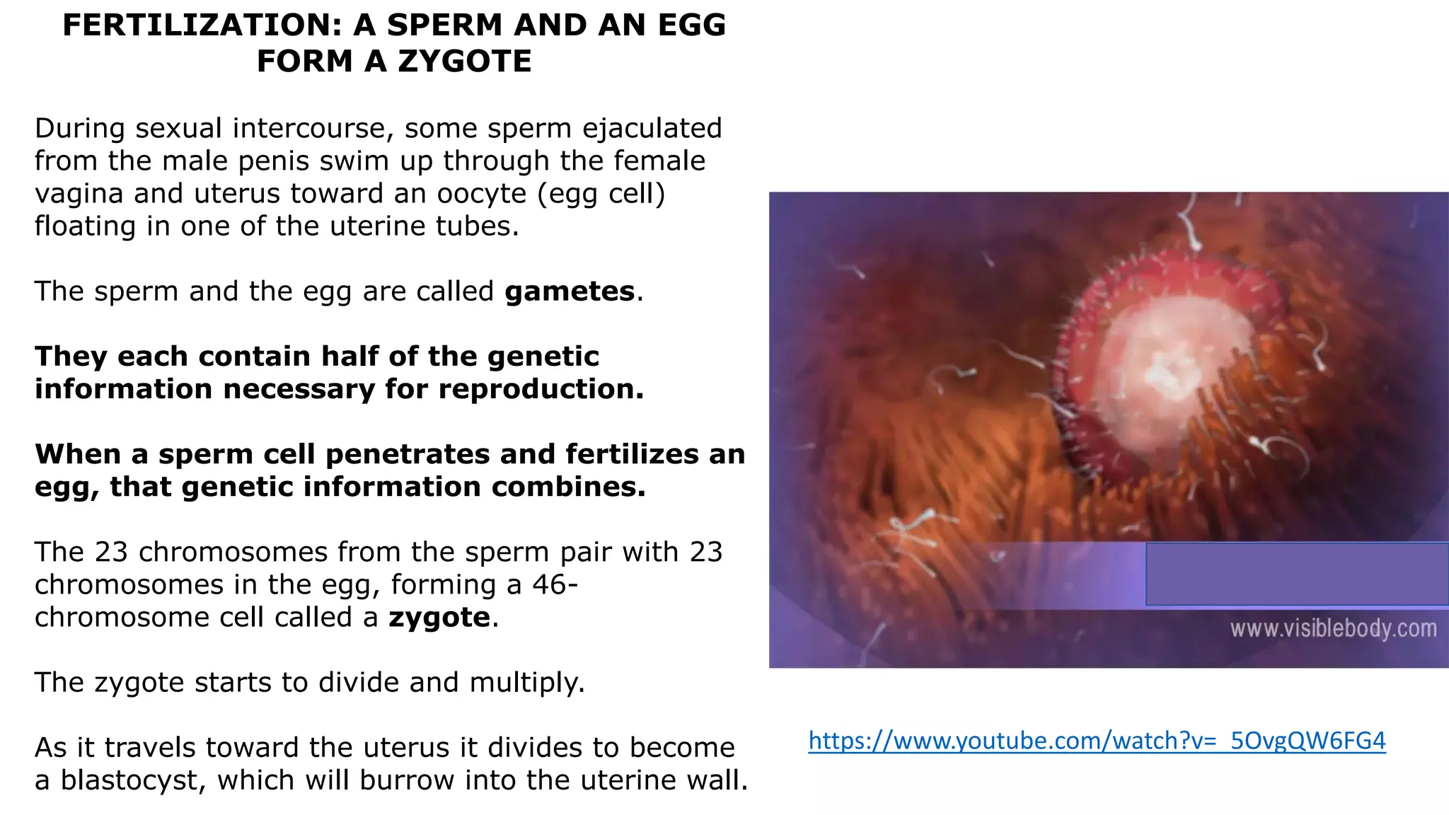 THE REPRODUCTION SYSTEMS.pdf