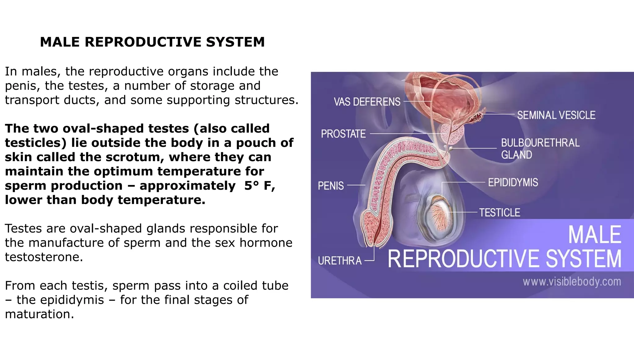 THE REPRODUCTION SYSTEMS.pdf