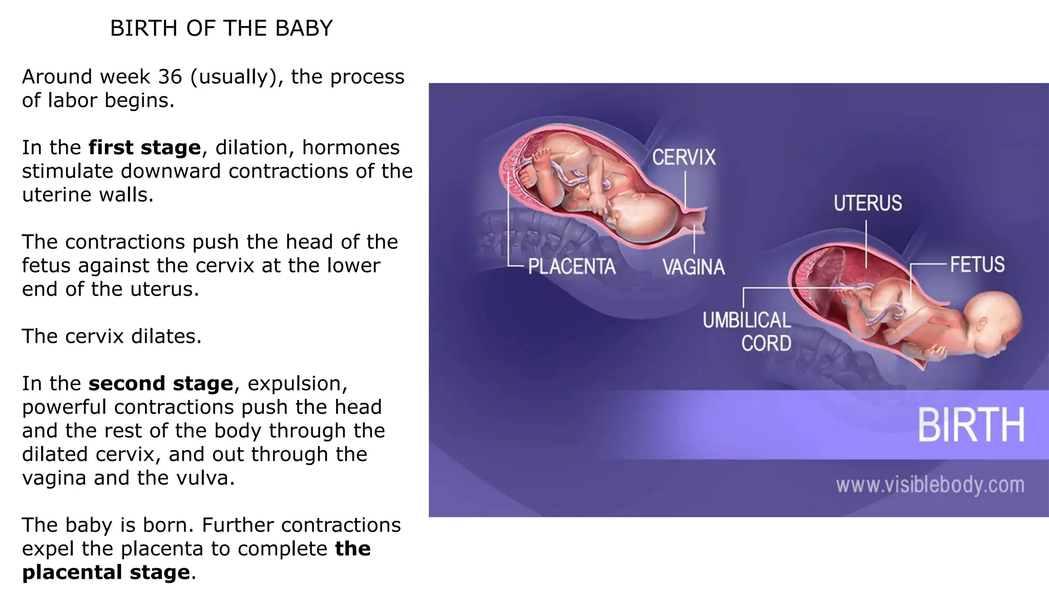 THE REPRODUCTION SYSTEMS.pdf