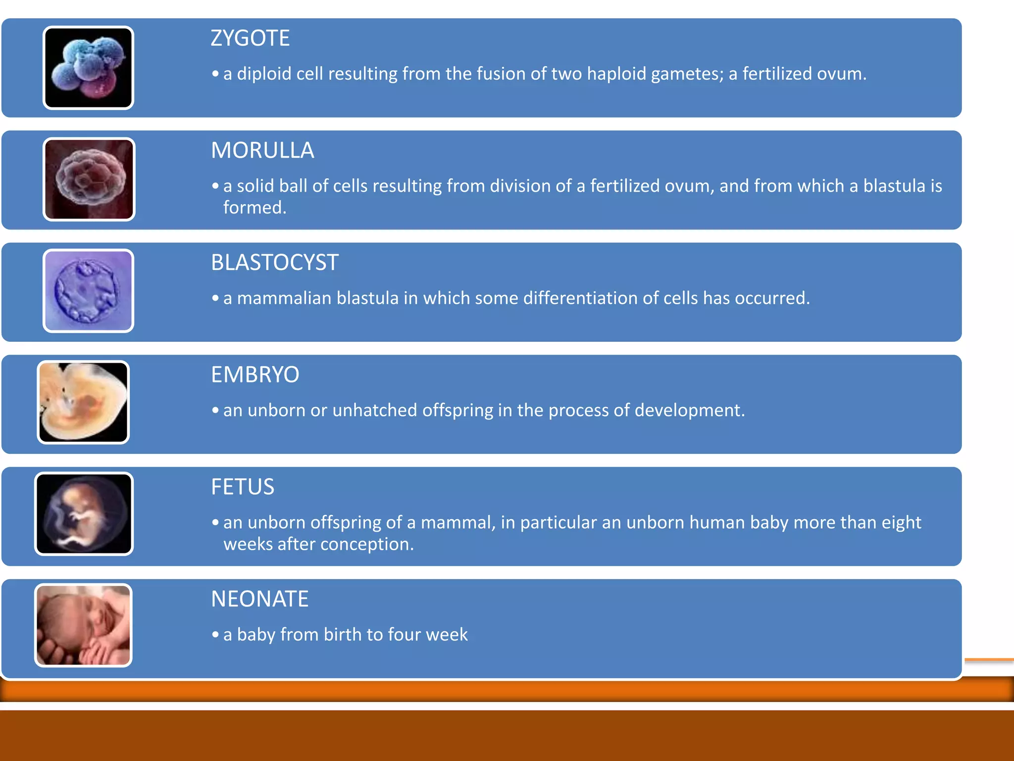 The Reproductive Cycle Rex Ppt
