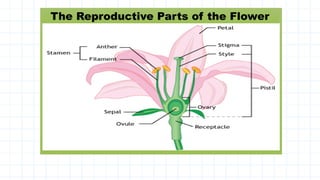 thereproductivepartsinplants-230410013047-8c9f56ab.pptx | Free Download