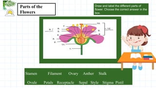 thereproductivepartsinplants-230410013047-8c9f56ab.pptx