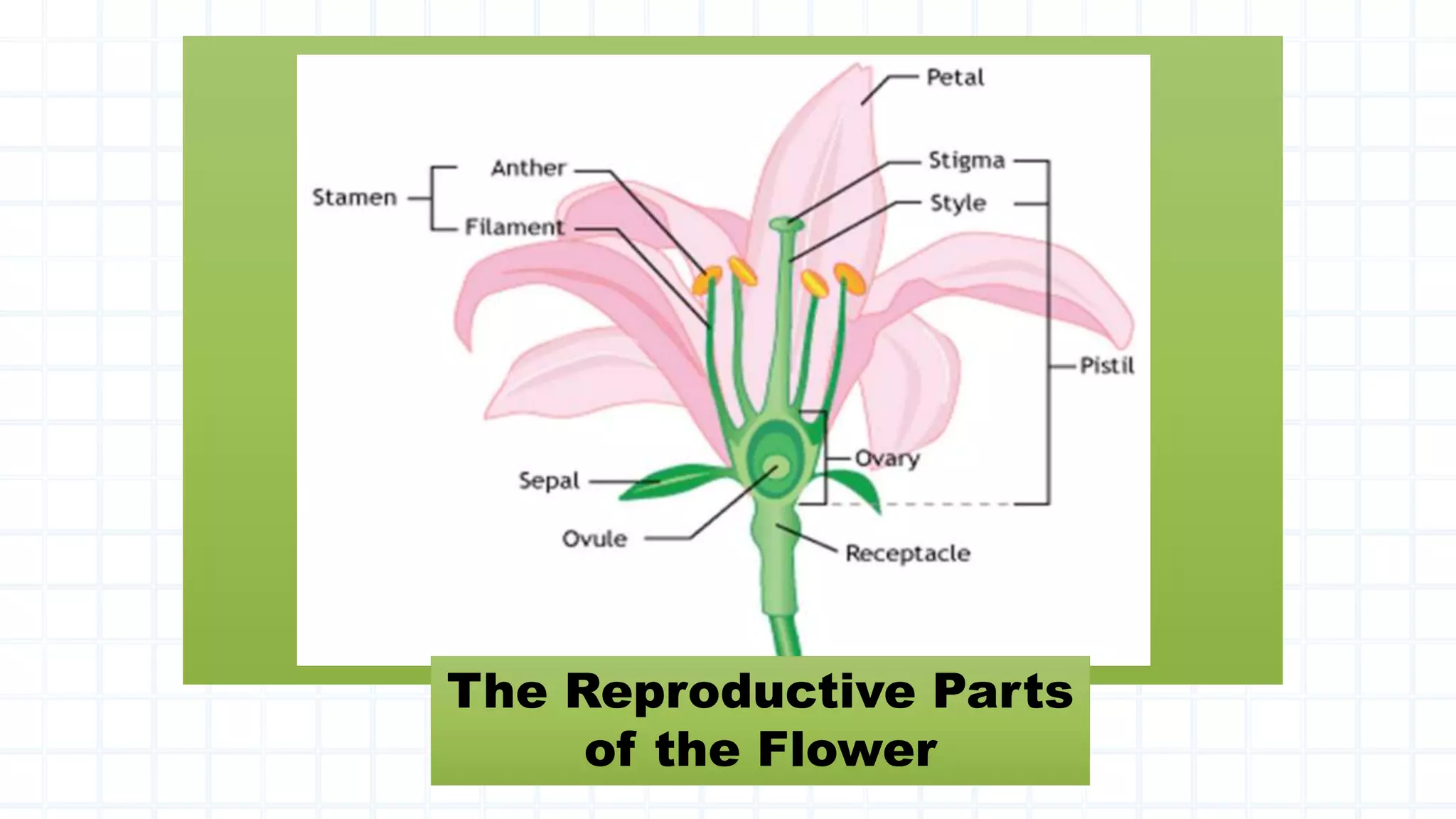 THE REPRODUCTIVE PARTS IN PLANTS.pptx