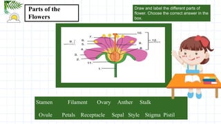 THE REPRODUCTIVE PARTS IN PLANTS.pptx