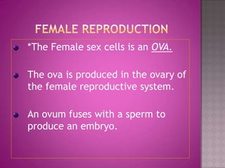 The reproductive system | PPTX | Pregnancy | Reproductive Health