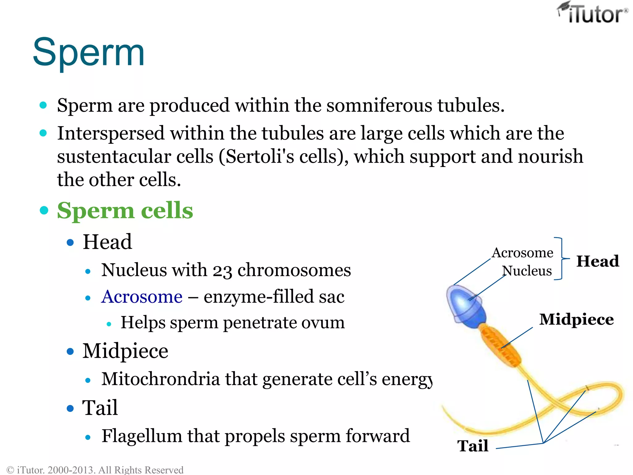 The Reproductive System | PPTX