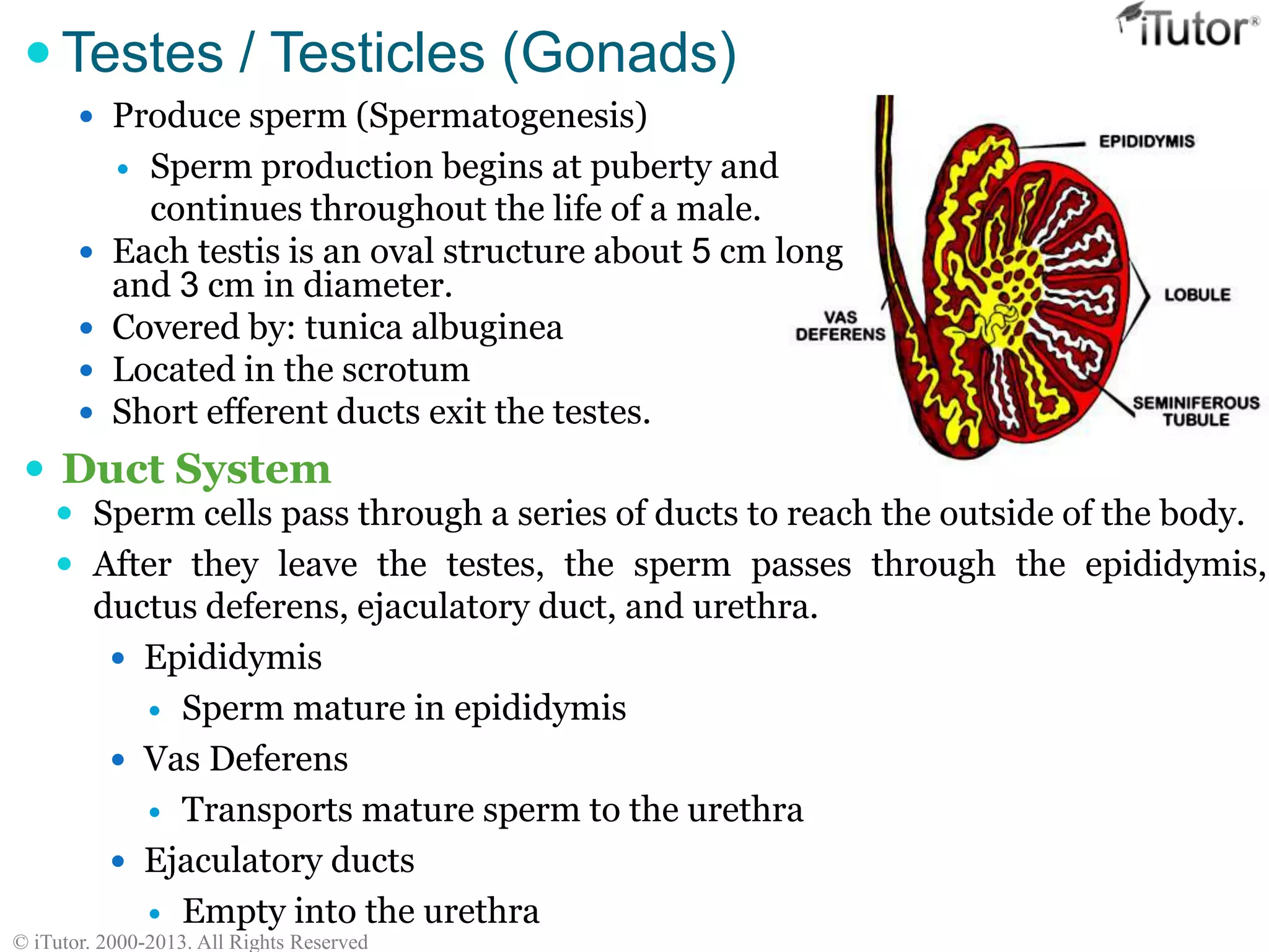 The Reproductive System | PPTX