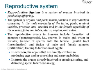 The Reproductive System | PPTX