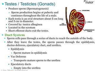 The Reproductive System | PPTX