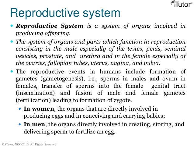 The Reproductive System