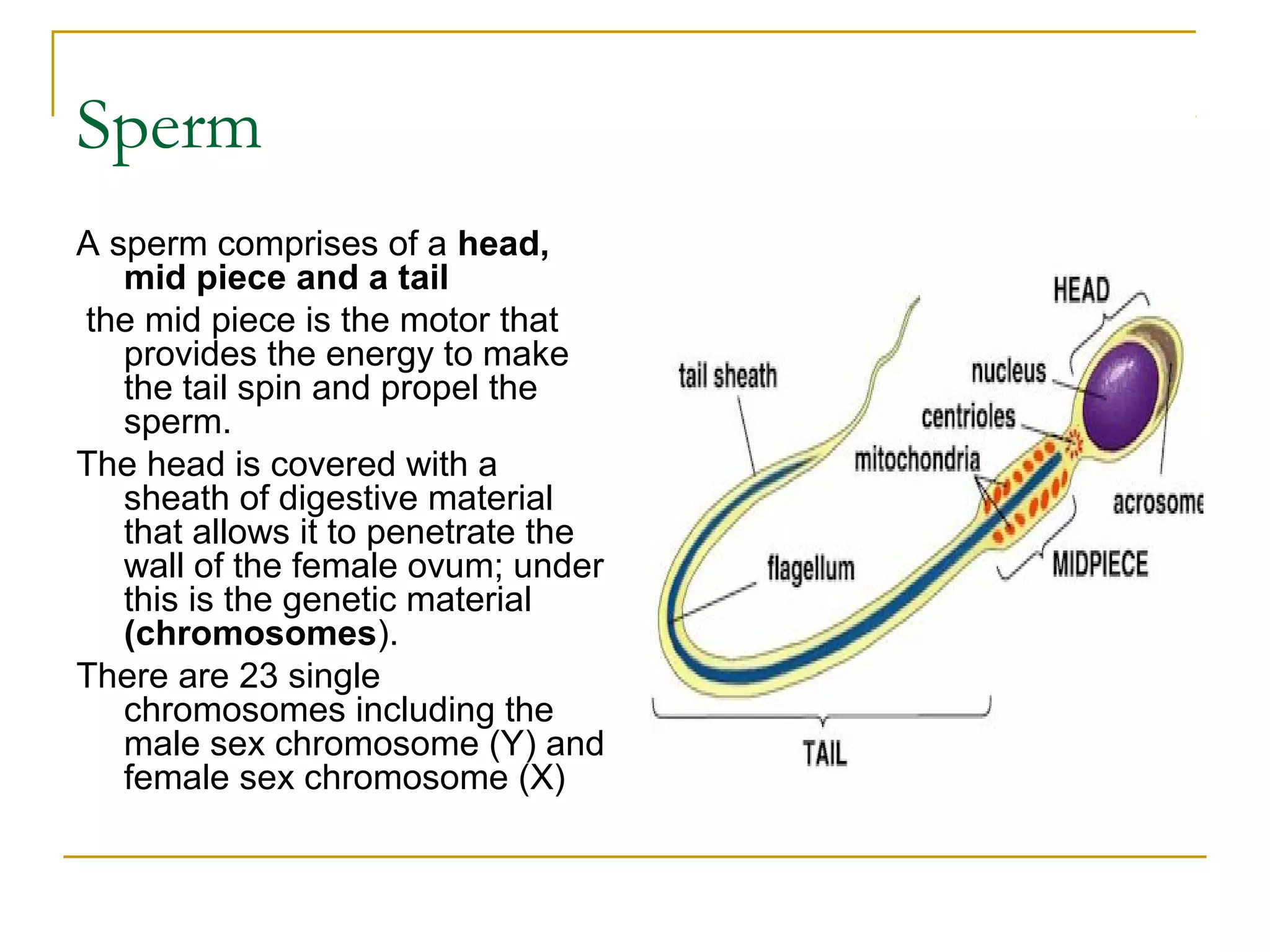 The reproductive system | PPT
