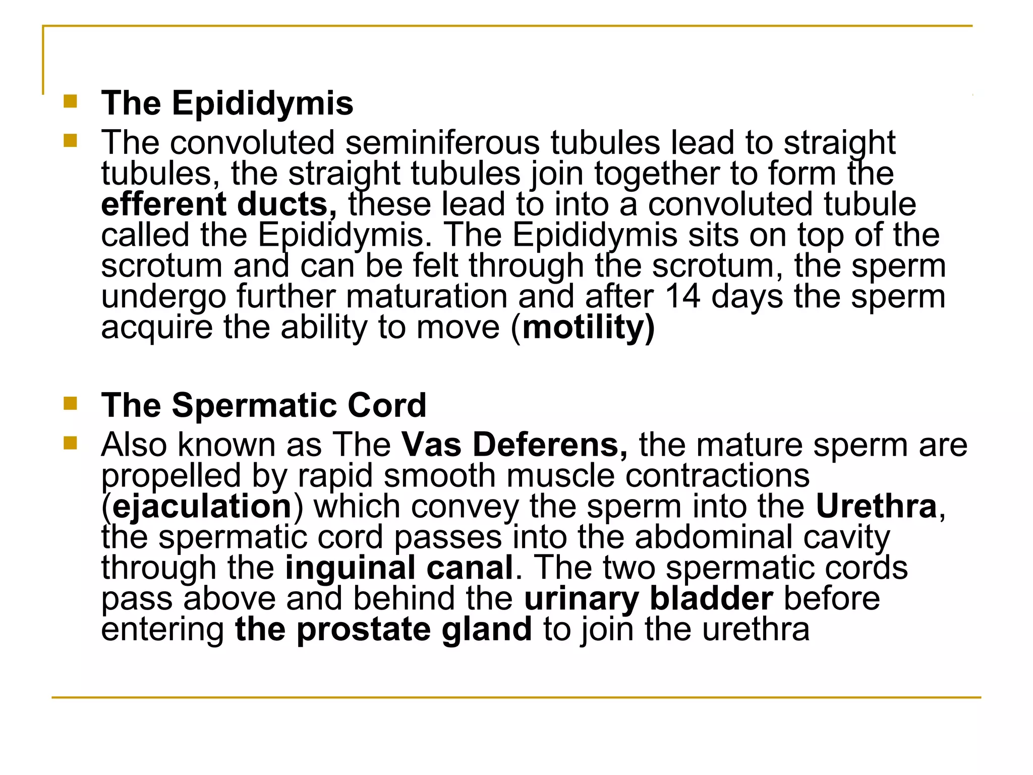 The reproductive system | PPT