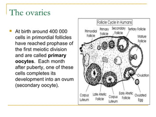 The reproductive system | PPT