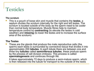The reproductive system | PPT