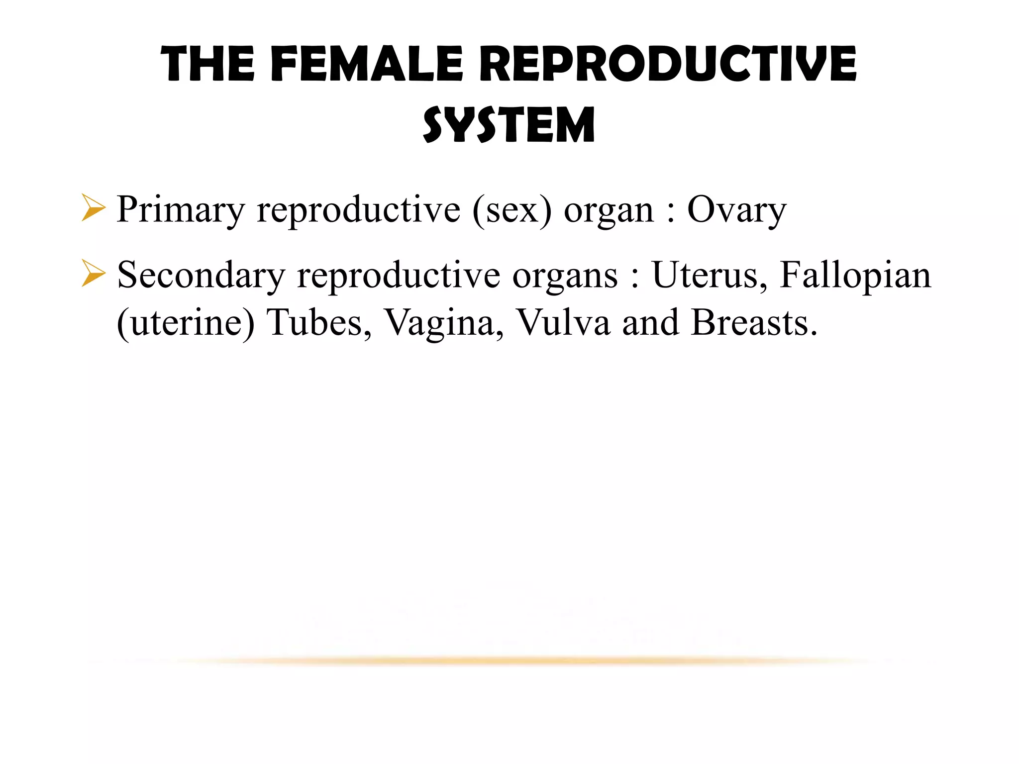 The reproductive system | PDF